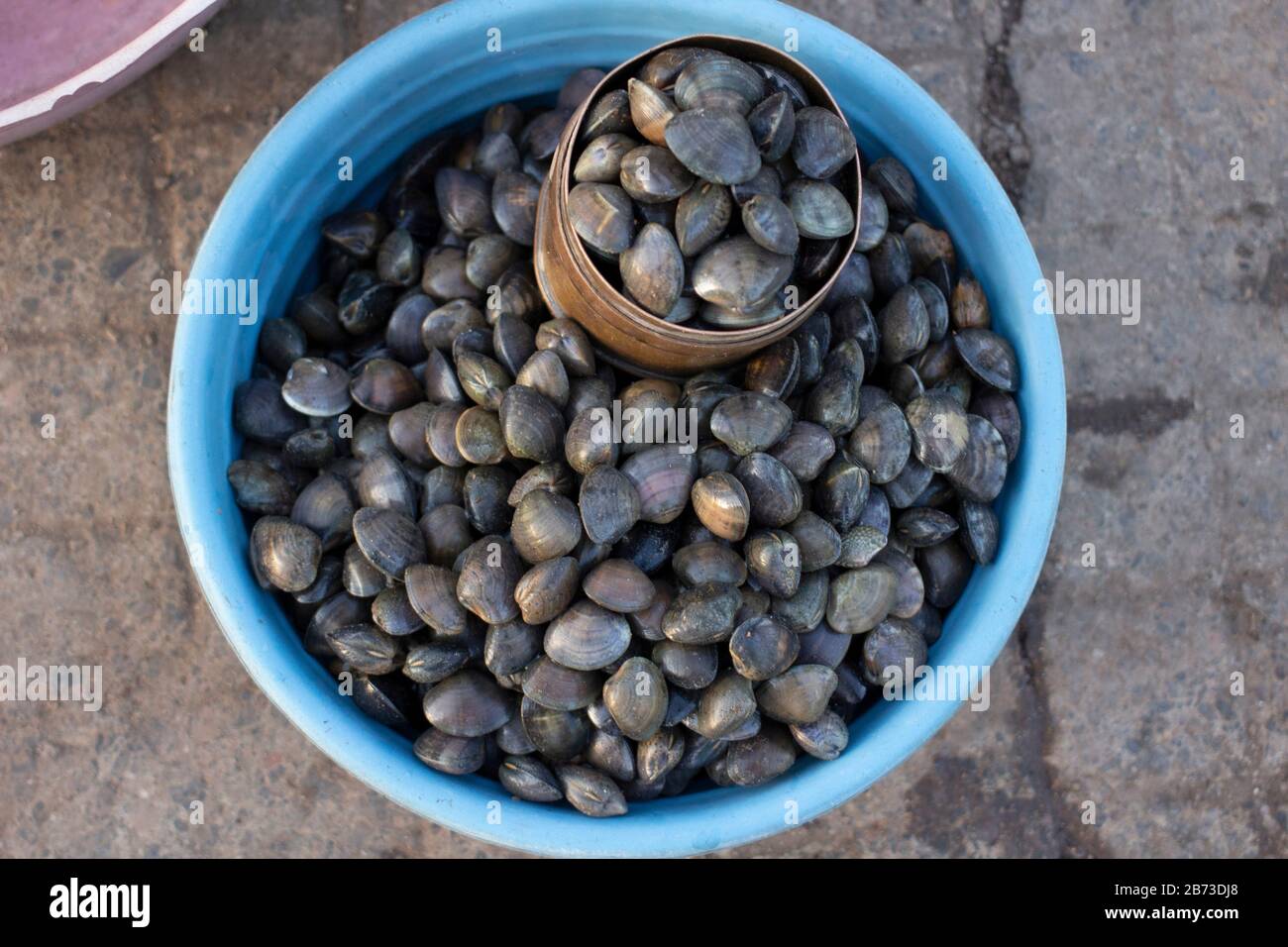 Clams or Tisrya, Mirkarwada, Ratnagiri, Maharashtra, India. Clam is a ...