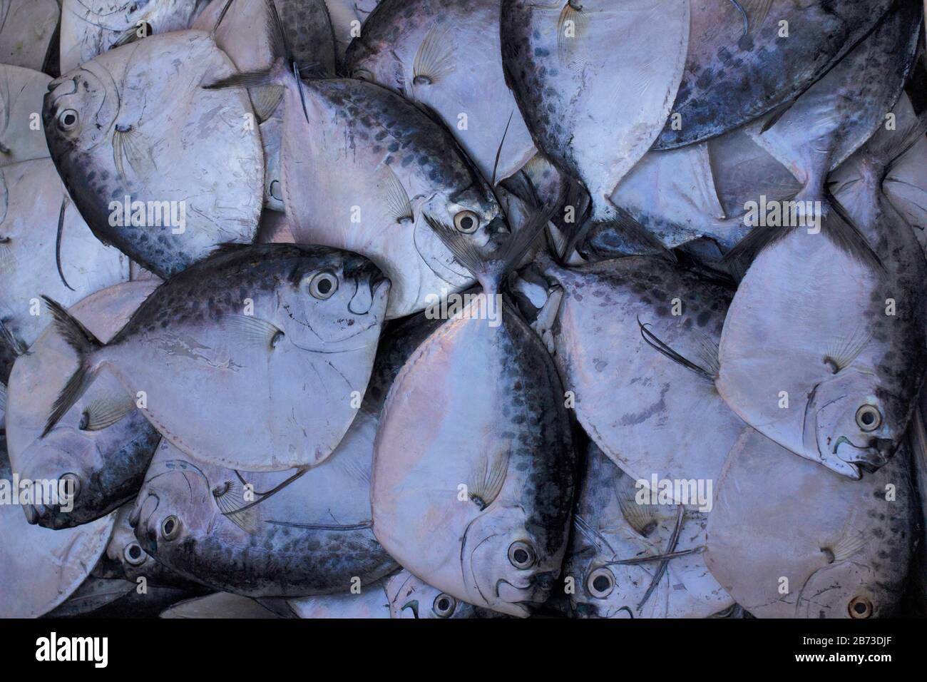 Marine perciform fishes hi-res stock photography and images - Alamy