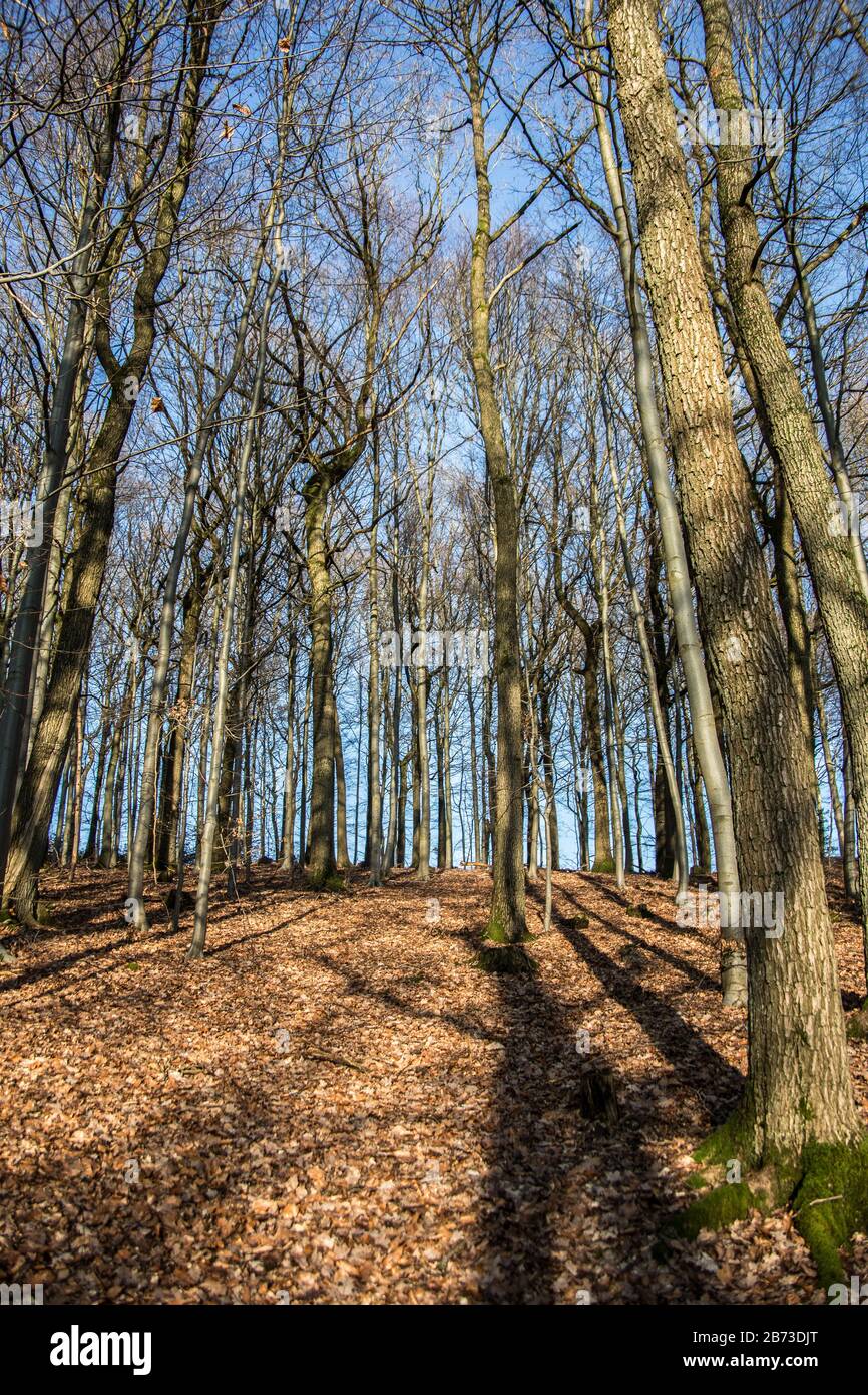 light forest under a blue sky with wintry sun Stock Photo - Alamy