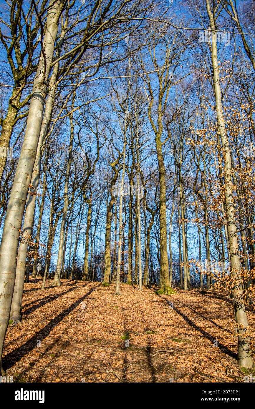 light forest under a blue sky with wintry sun Stock Photo - Alamy