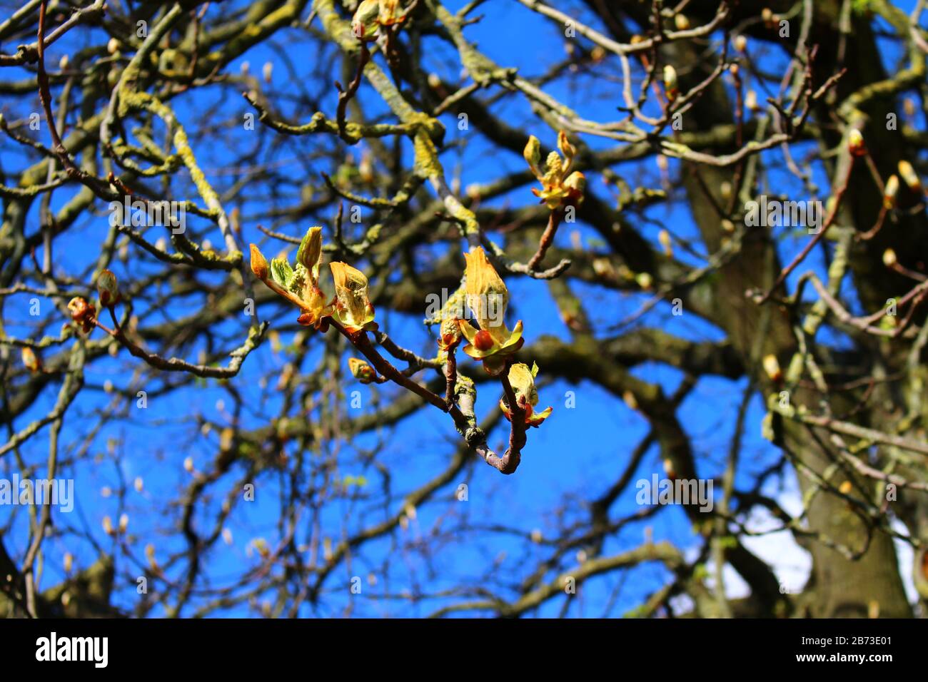 New blooms hi-res stock photography and images - Alamy