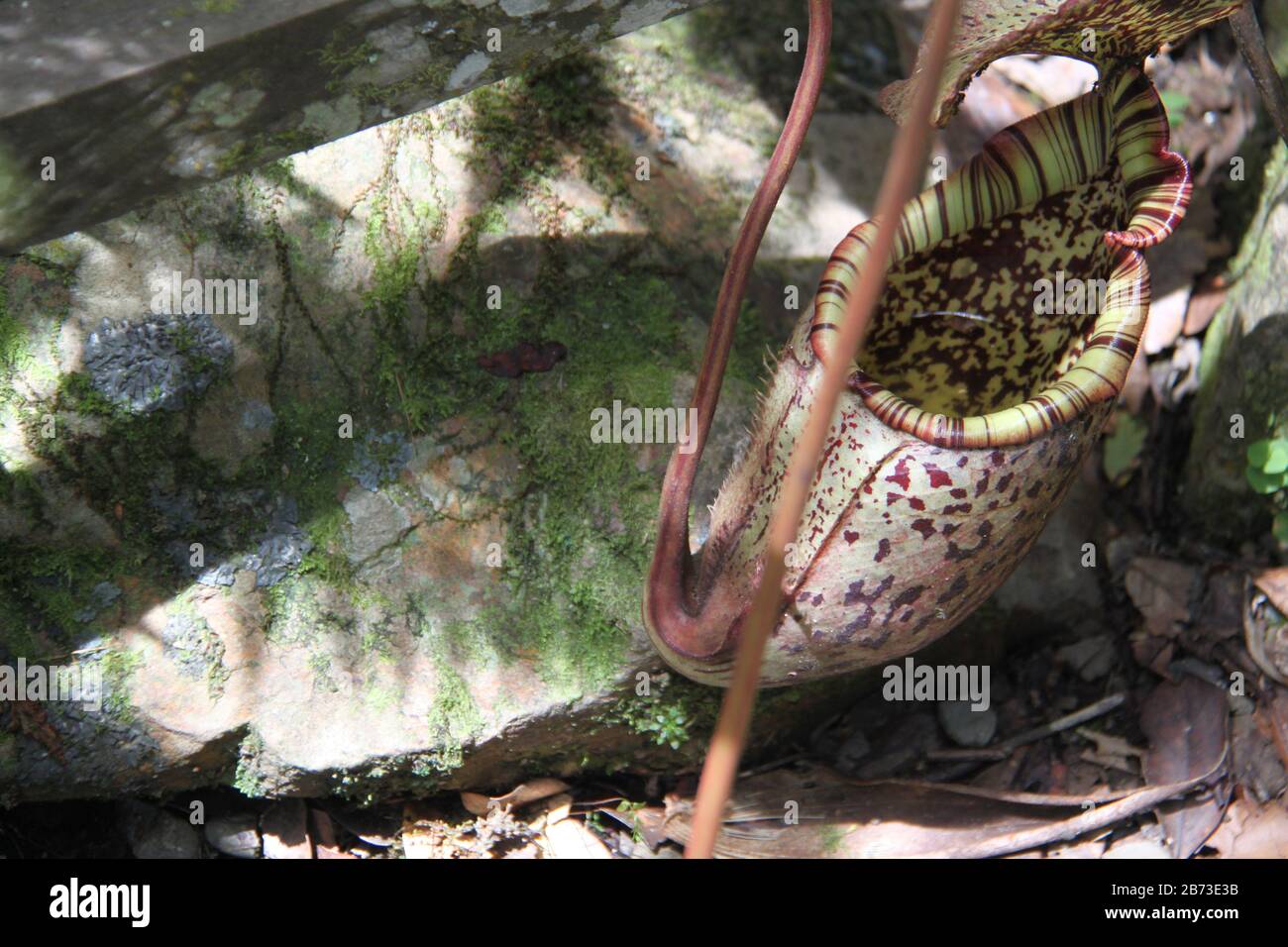 Pitcher plant at Mount Kinabalu National Park Stock Photo - Alamy
