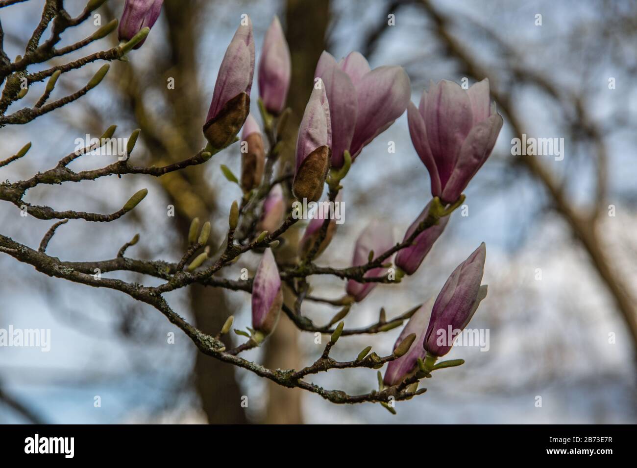 Magnolia tree with flowers in spring Stock Photo - Alamy