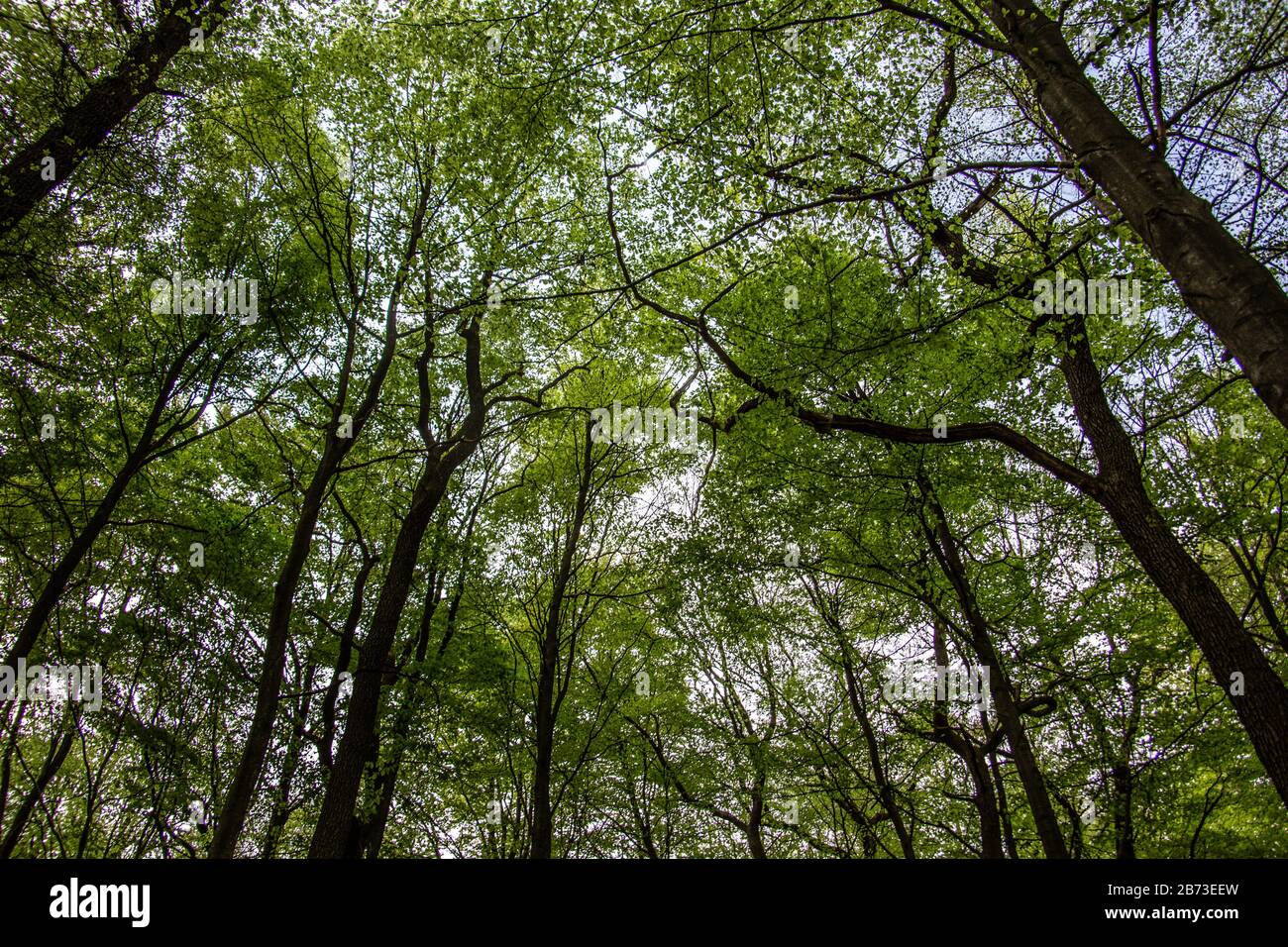 green canopy of deciduous trees in summer under a blue sky Stock Photo ...