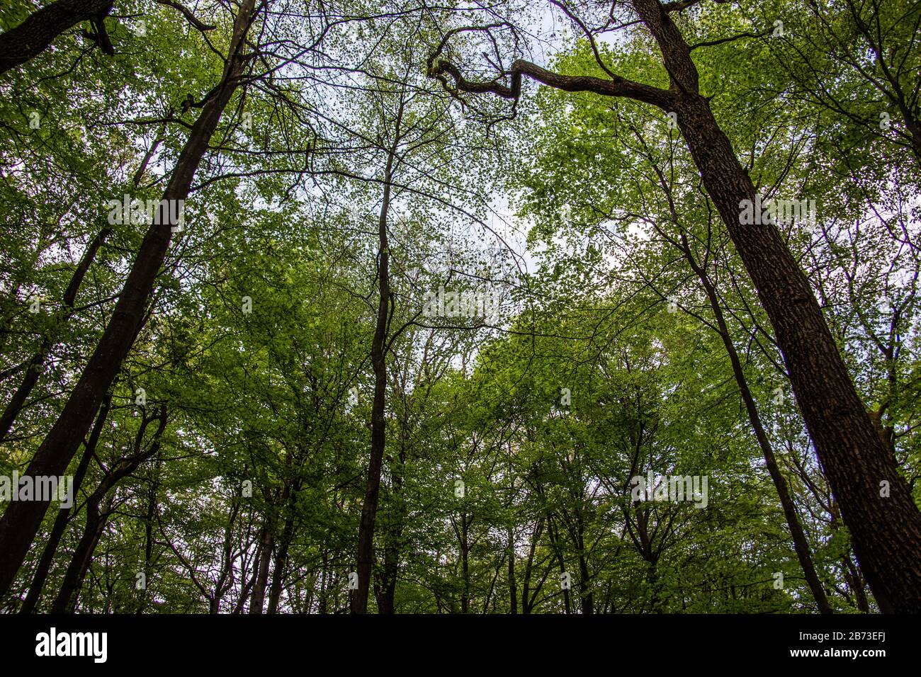 Canopy of deciduous trees hi-res stock photography and images - Alamy
