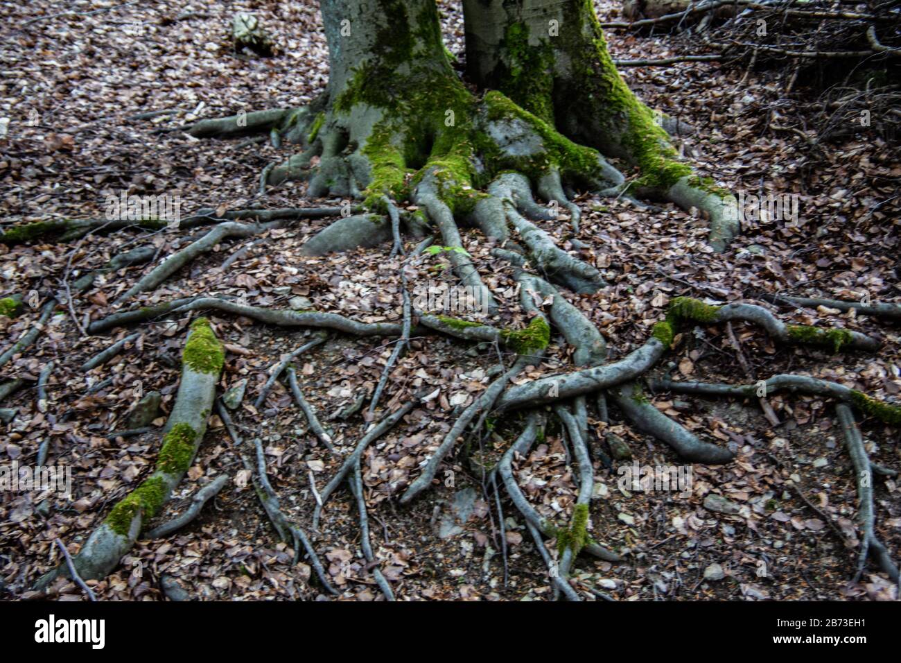 Mykorhiza hi-res stock photography and images - Alamy