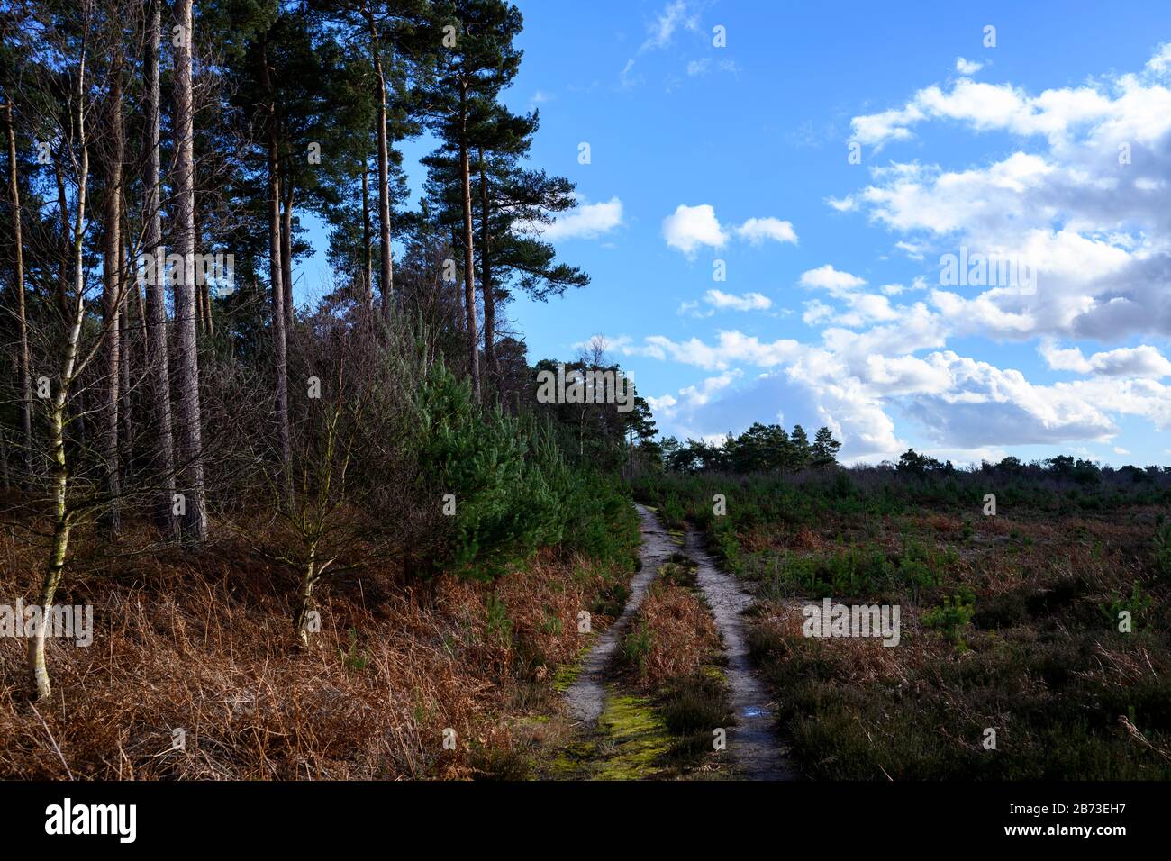 Upper Hollesley Common Suffolk UK Stock Photo - Alamy