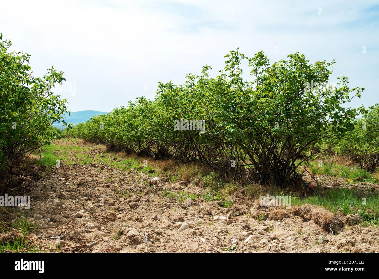 Bulgarian rose valley near Kazanlak. Rose Damascena fields early in ...
