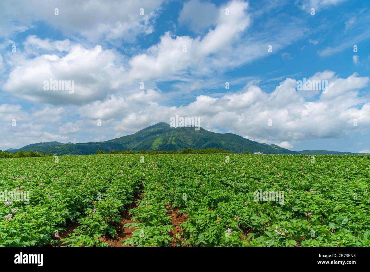 Potato farmland field in a beautiful springtime sunny day. Rural nature ...