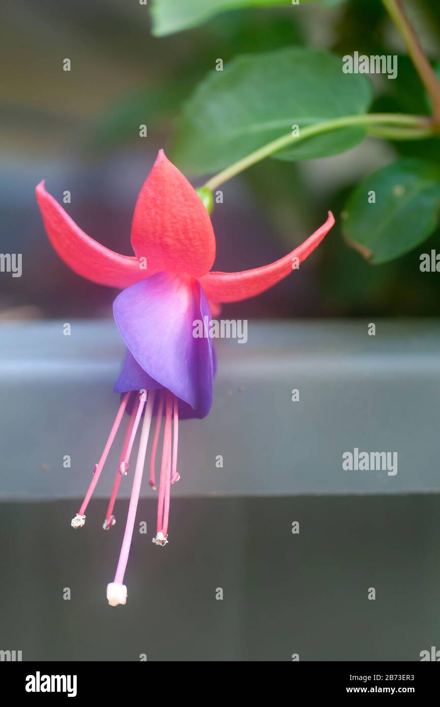Closeup of a flowering Fuchsia magellanica commonly known as the ...