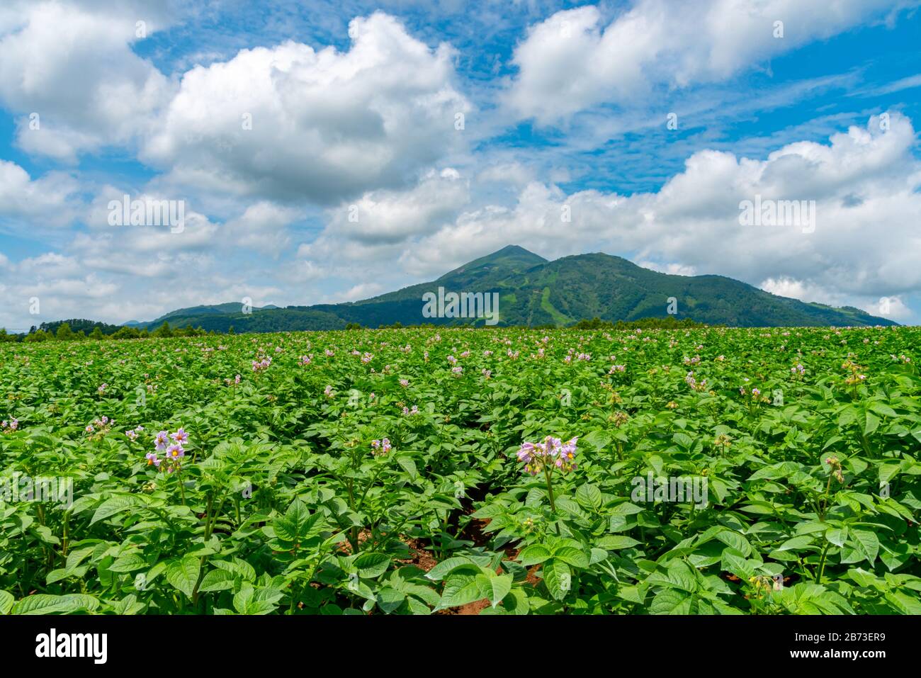 Potato farmland field in a beautiful springtime sunny day. Rural nature ...