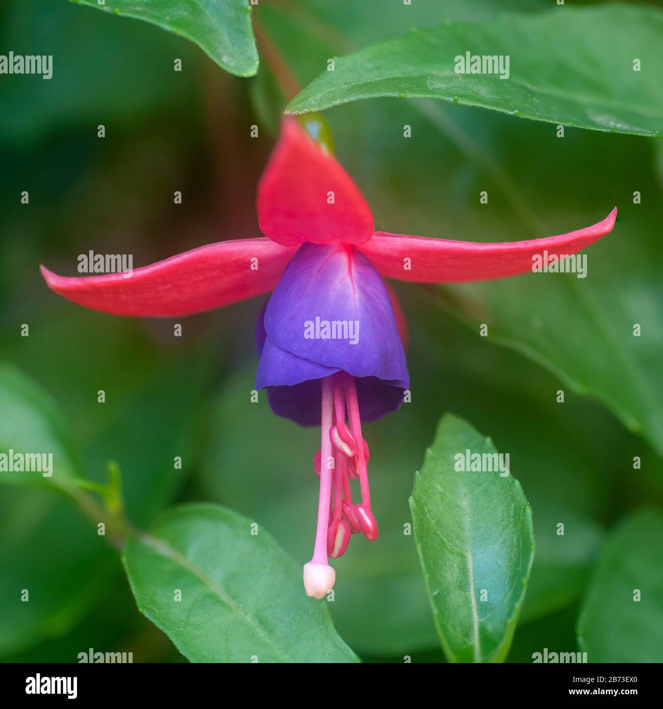 Hardy fuchsia fuchsia magellanica blooming hi-res stock photography and ...