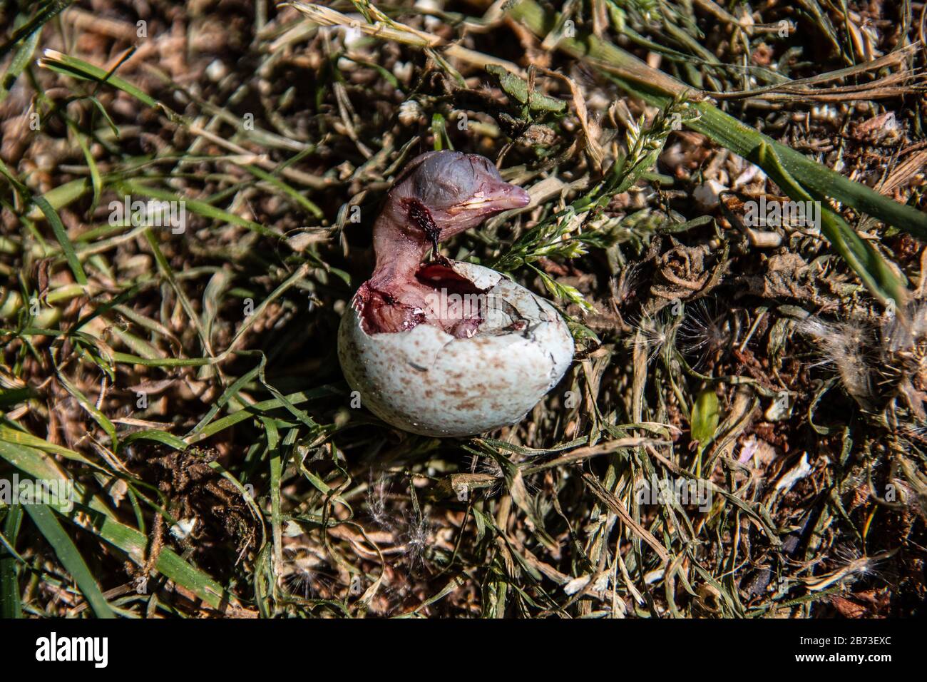 young bird breaks the eggshell to hatch Stock Photo - Alamy