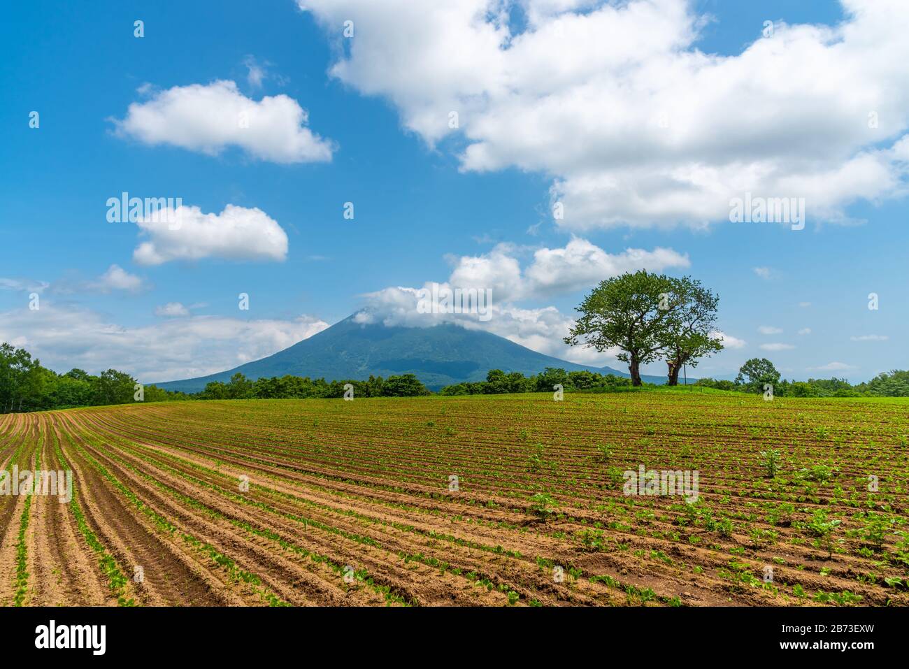 Two cherry blossom tree in springtime sunny day with Mount Yotei in the ...