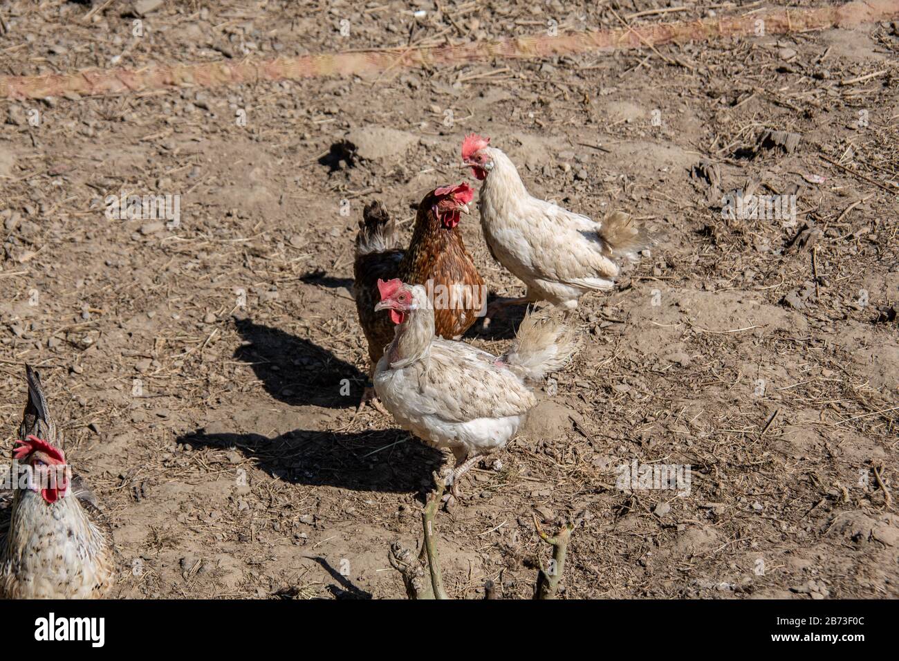 Chickens with a red comb strut around cackling Stock Photo - Alamy