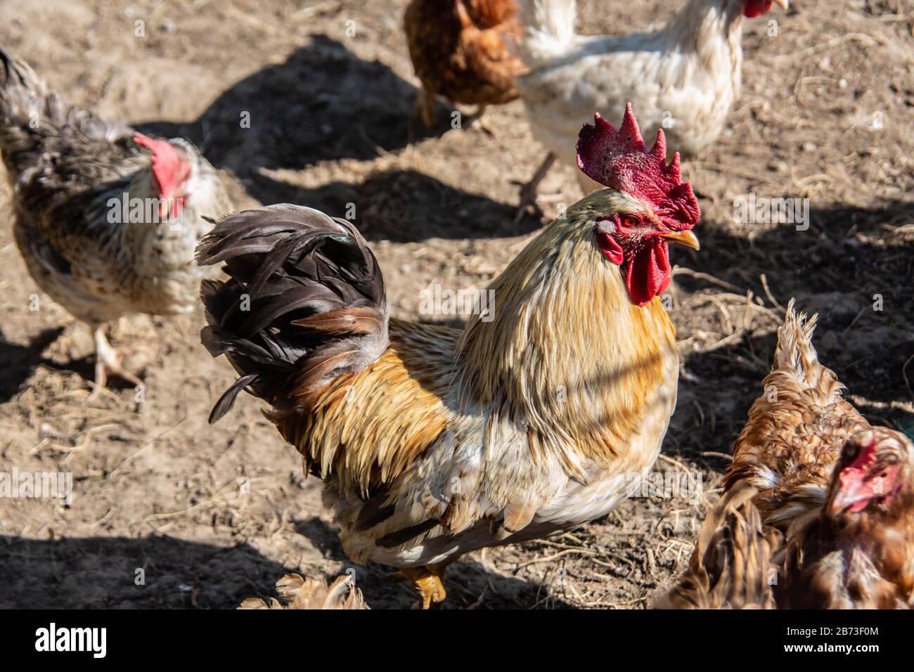 Chickens with a red comb strut around cackling Stock Photo - Alamy