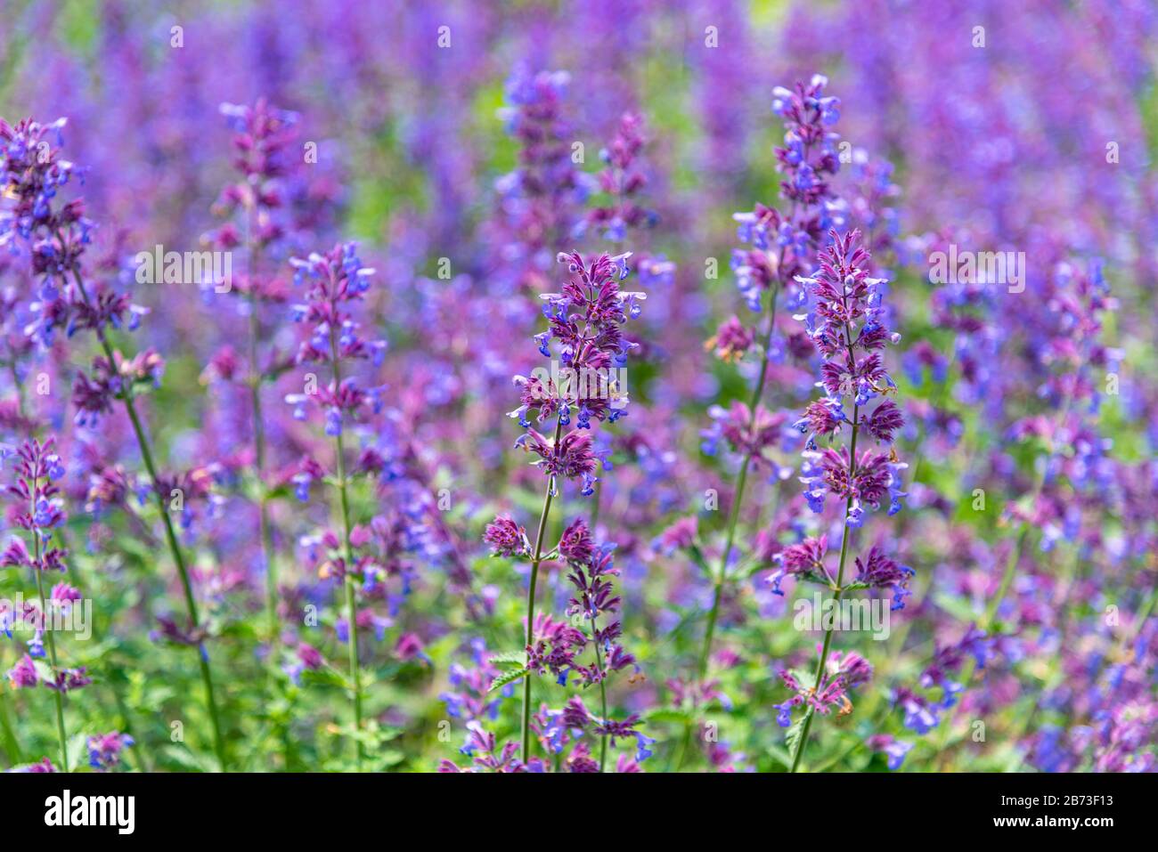 Catnip flower hi-res stock photography and images - Alamy
