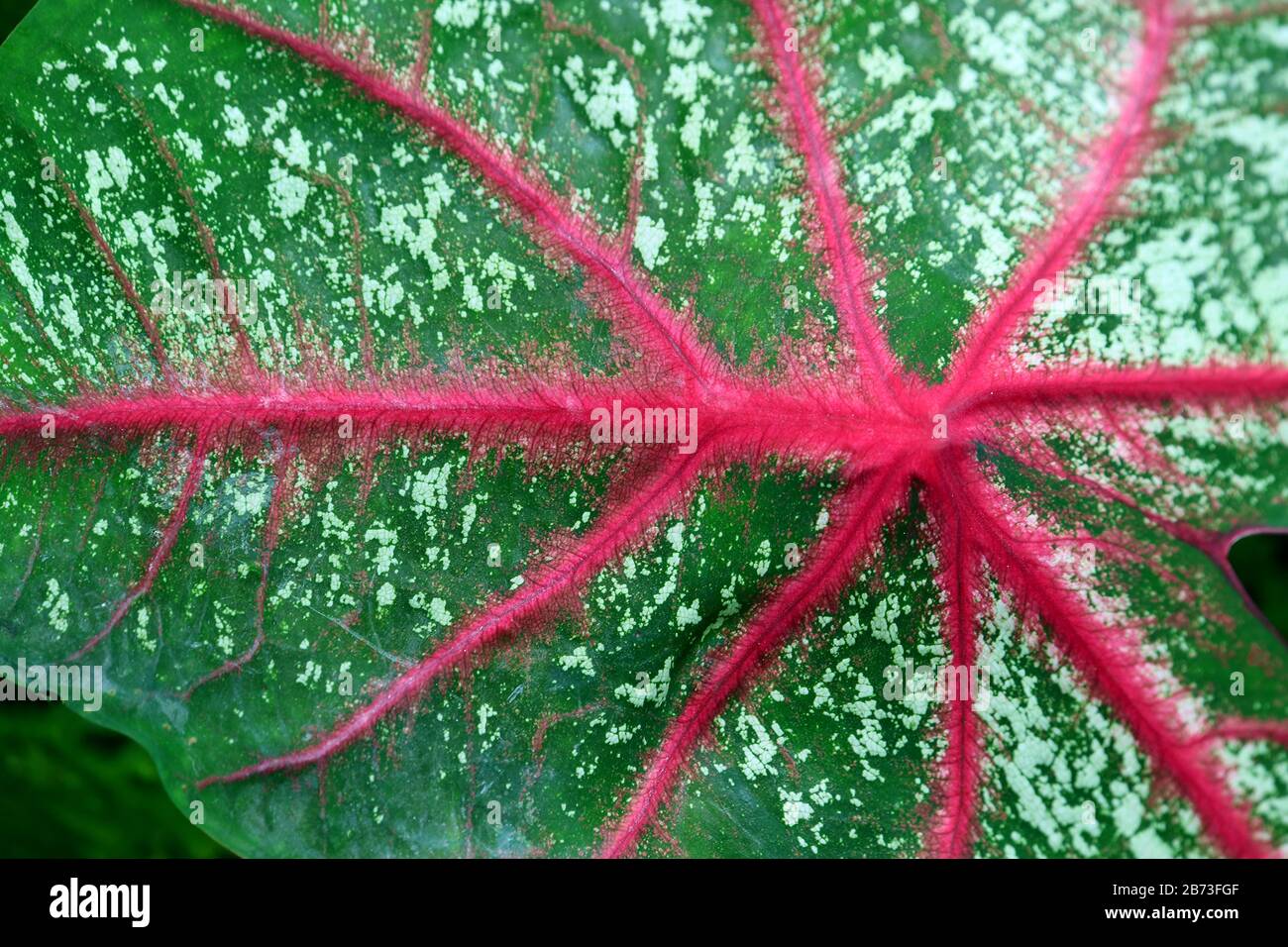 Texture of Colorful Party Punch Caladium Leaf for Background or Banner ...