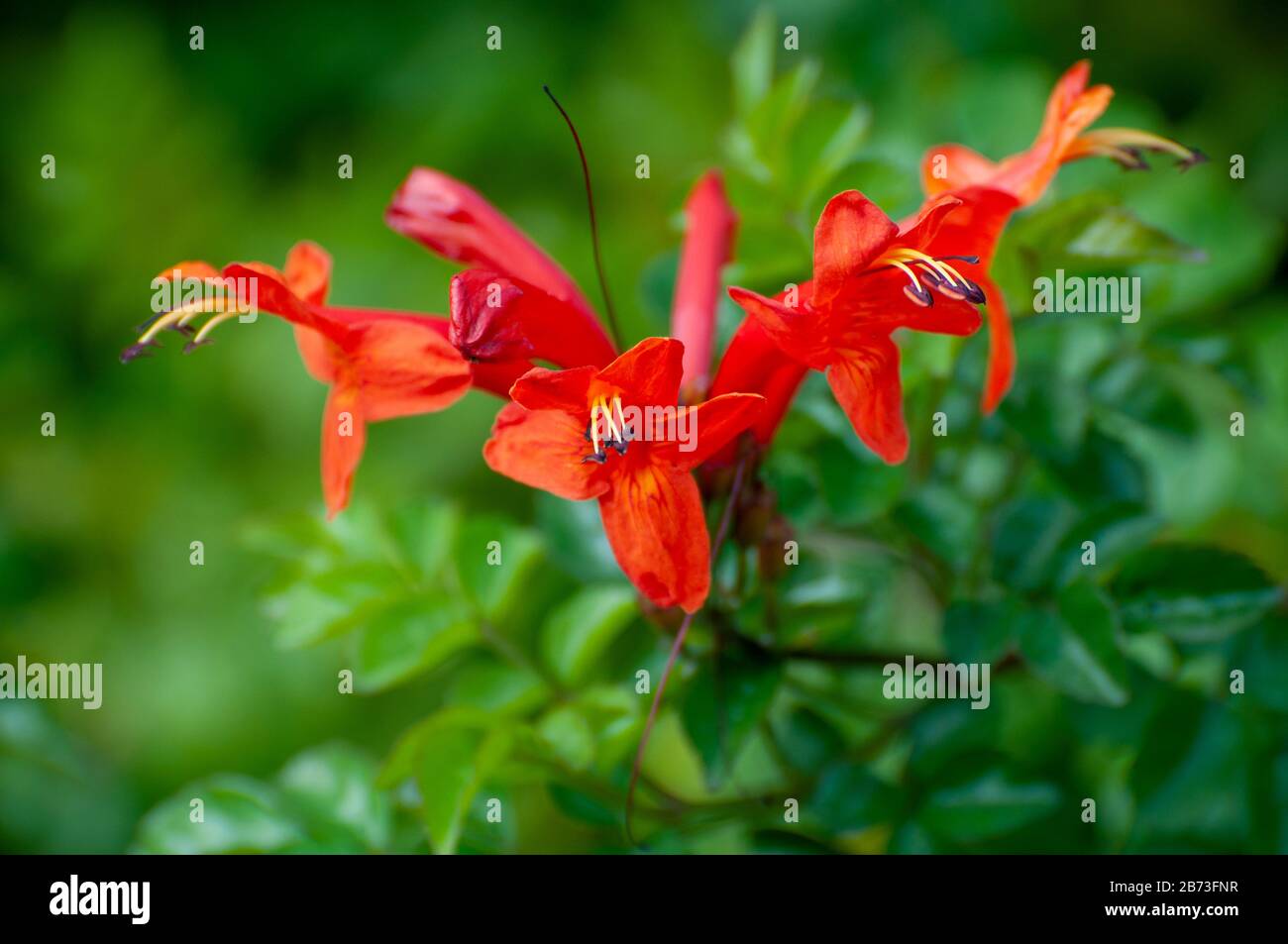 Flame trumpet or Orange trumpet also commonly known as flamevine or ...