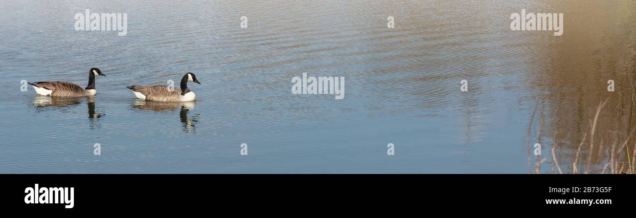 Two Canada geese - banner image Stock Photo - Alamy