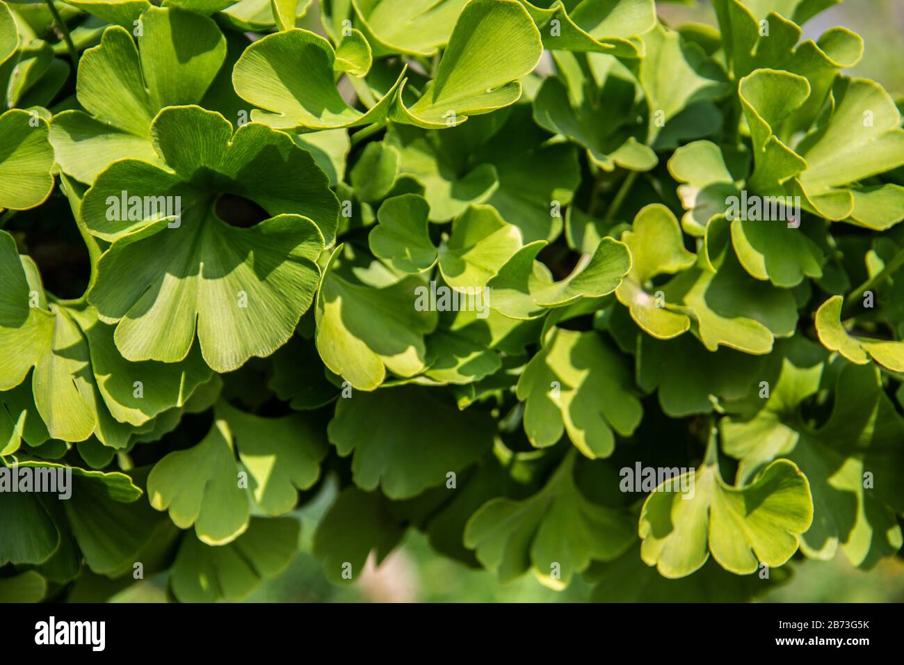 green fresh leaves of ginko tree Stock Photo - Alamy