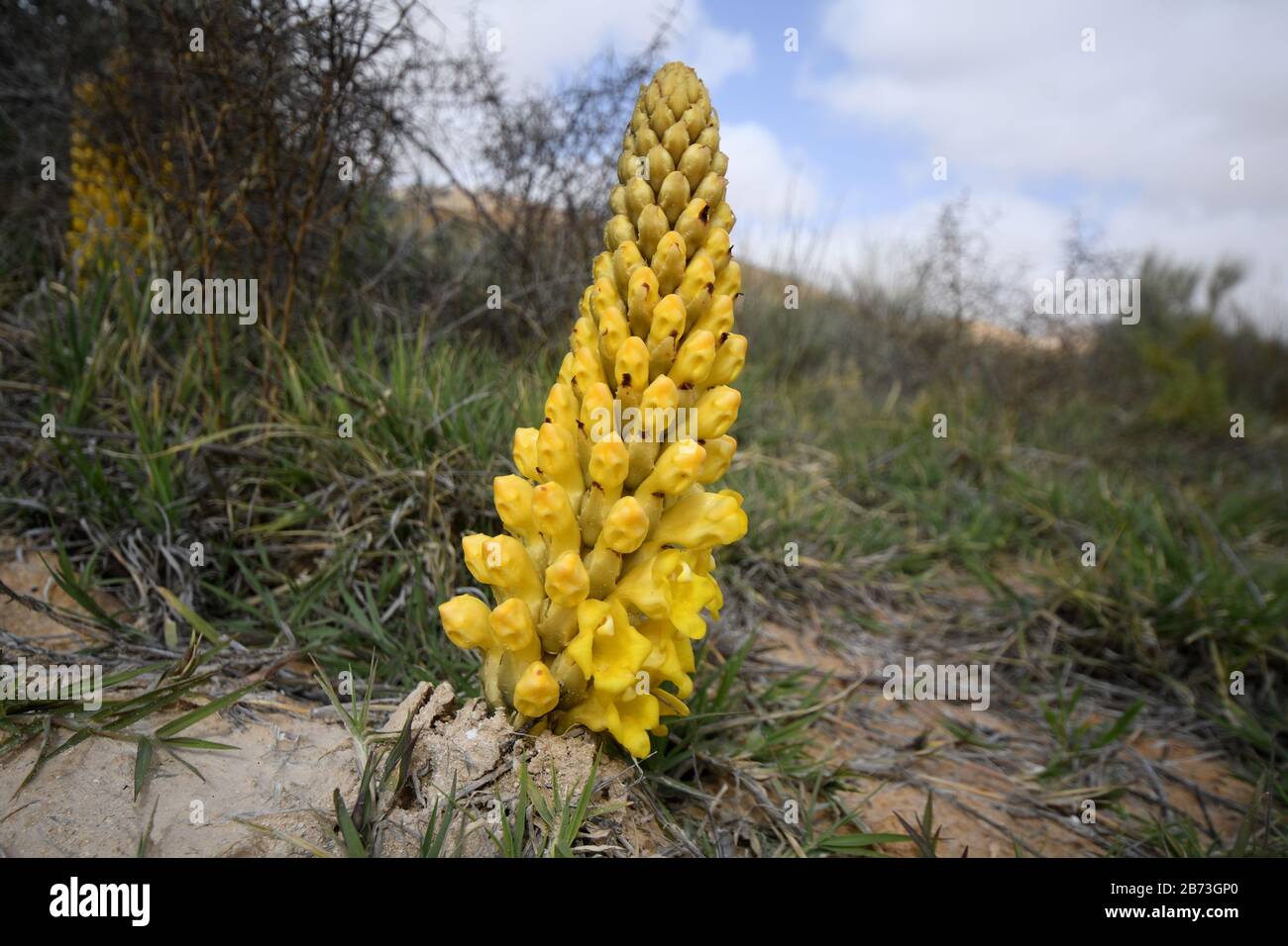 Yellow or desert broomrape, Cistanche tubulosa. This plant is a ...