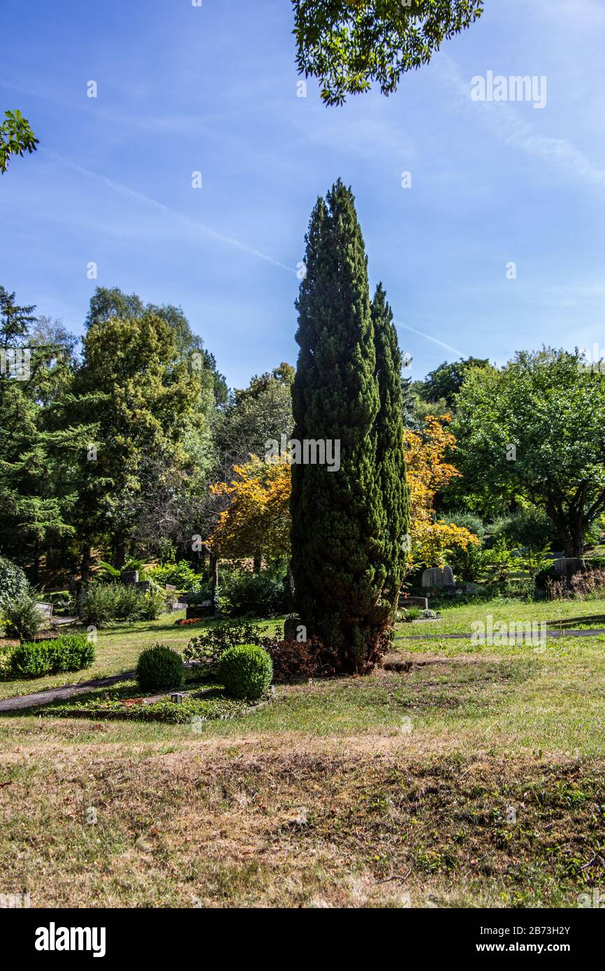 Trees and cypress trees in the cemetery under a blue sky Stock Photo ...