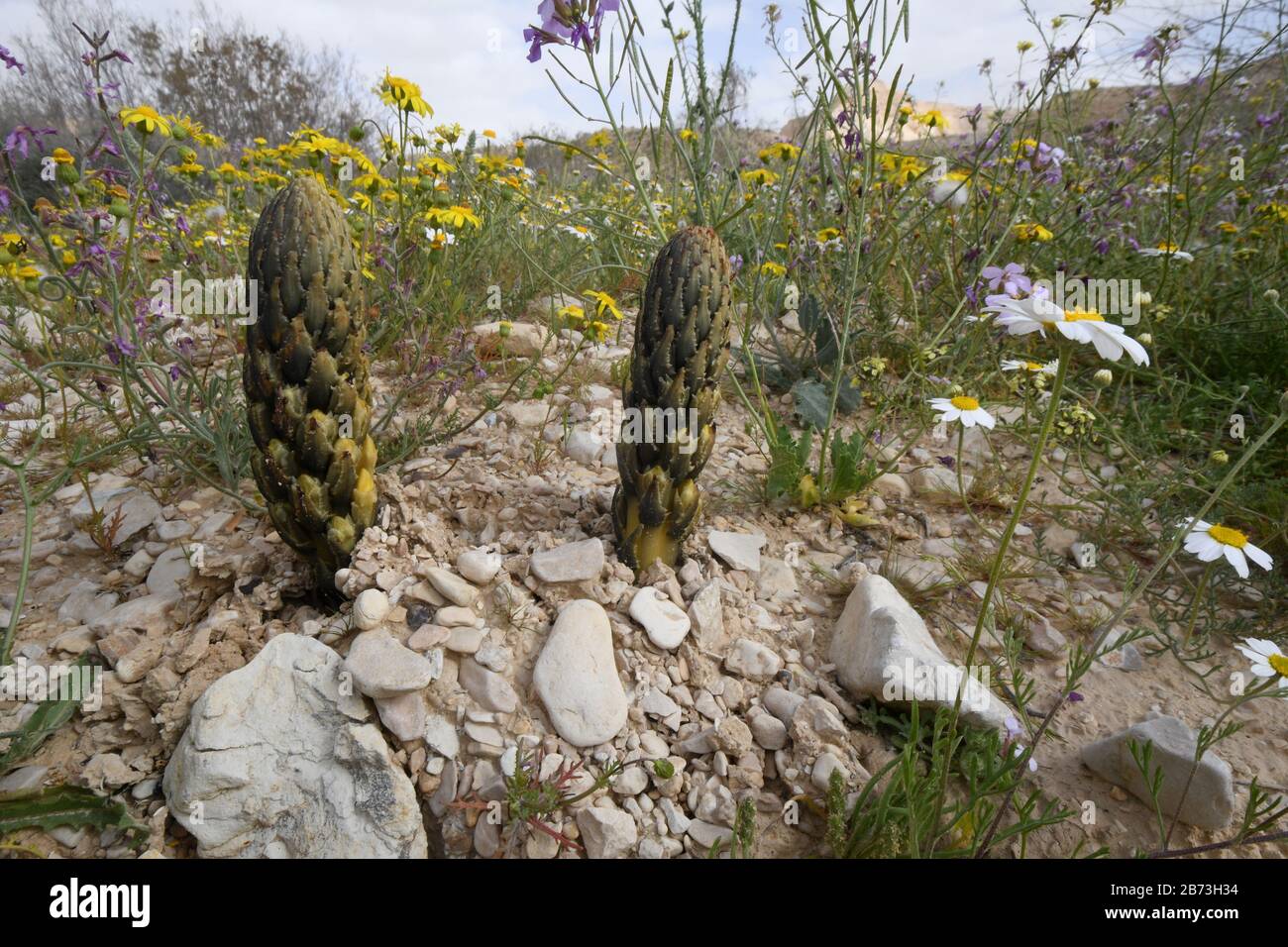 Yellow or desert broomrape, Cistanche tubulosa. This plant is a ...