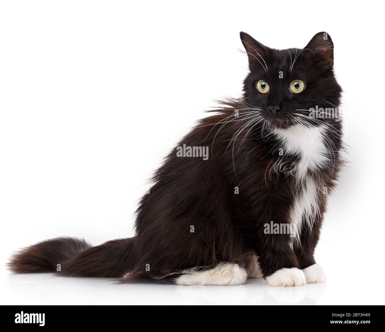 Funny cat looking camera Cut Out Stock Images & Pictures - Alamy