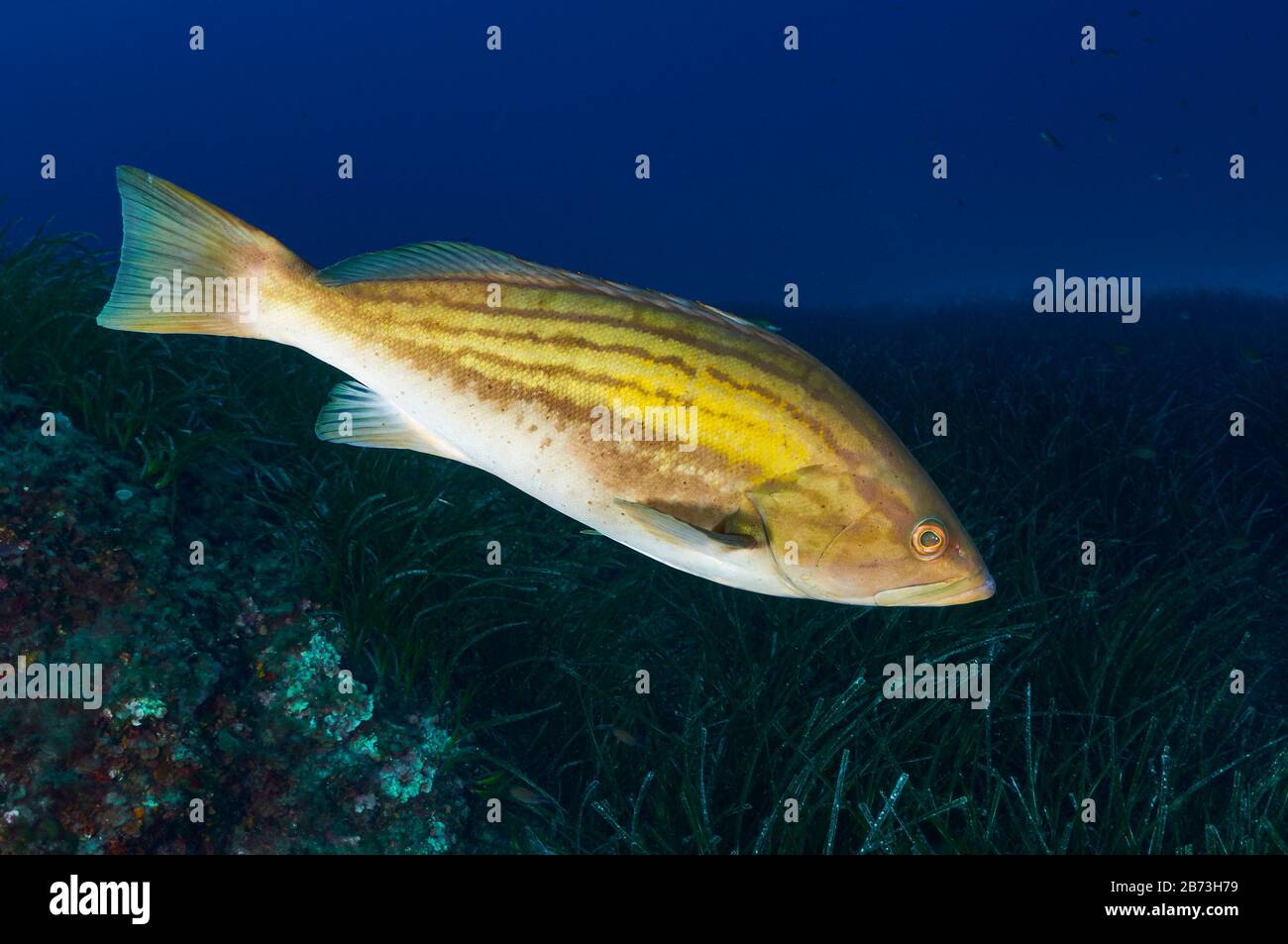 Golden Grouper