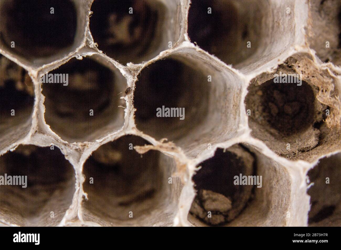 Wasp nest tubes hi-res stock photography and images - Alamy