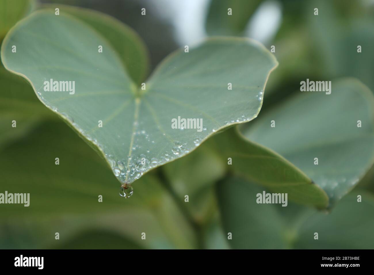 Drop leaves water hi-res stock photography and images - Alamy