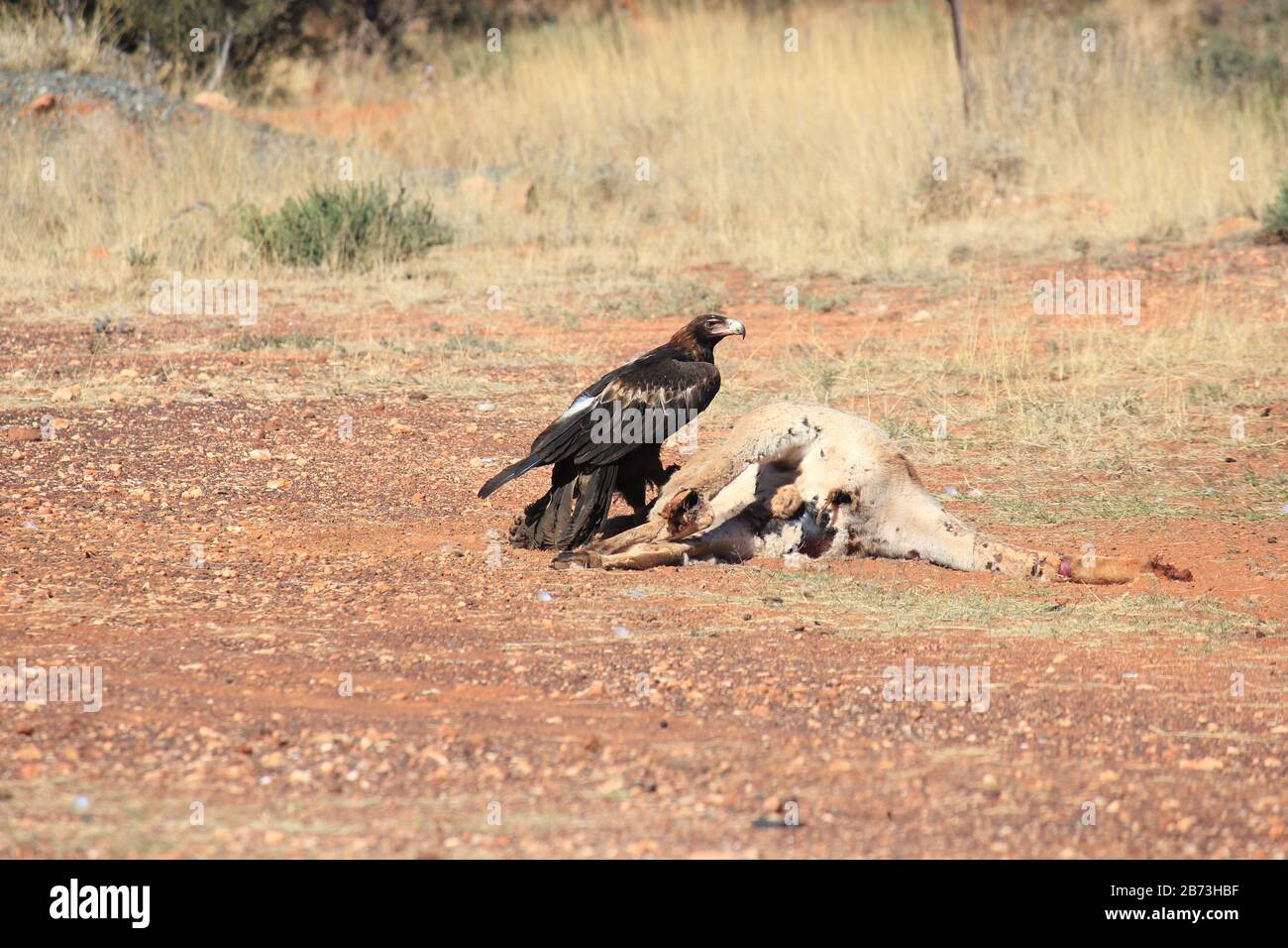 Wild wedge-tailed eagle feeding Stock Photo - Alamy
