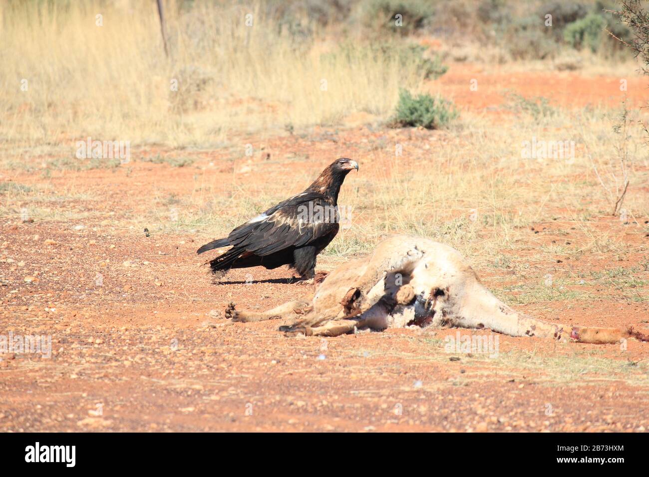 Wild wedge-tailed eagle feeding Stock Photo - Alamy