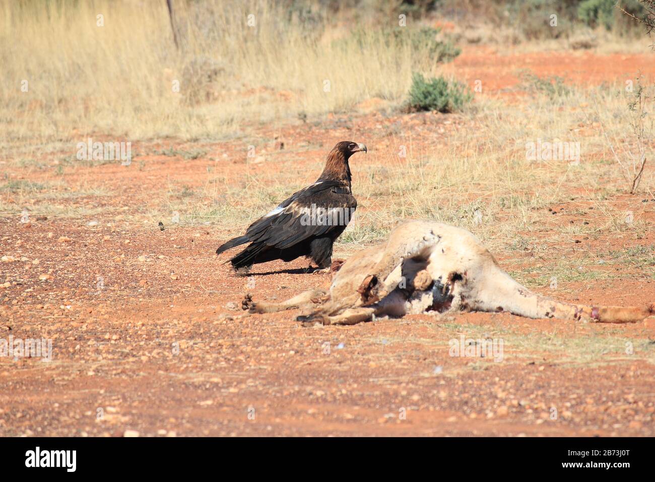 Wild wedge-tailed eagle feeding Stock Photo - Alamy