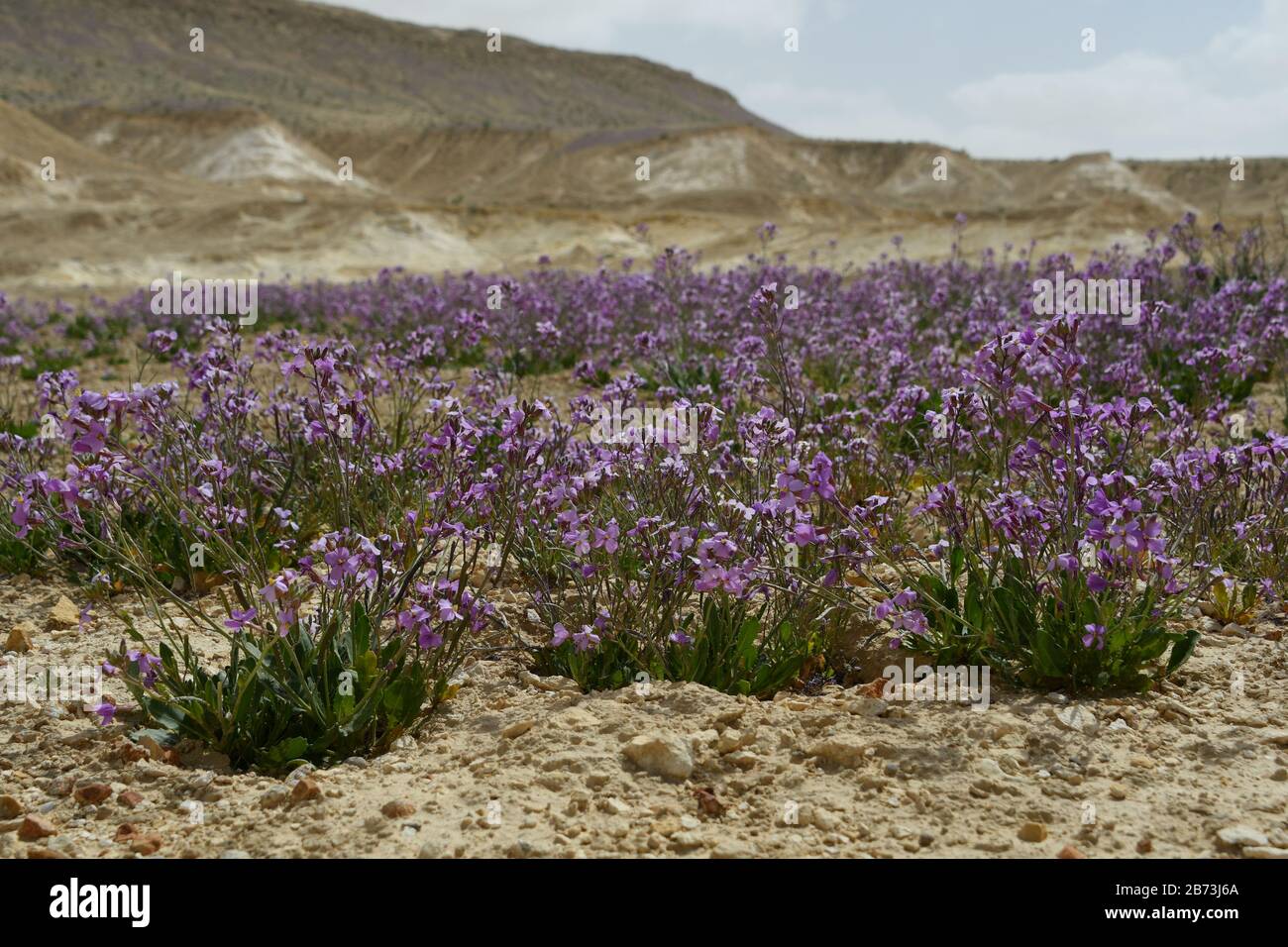 Blooming Purple Matthiola aspera After a rare rainy season in the Negev ...