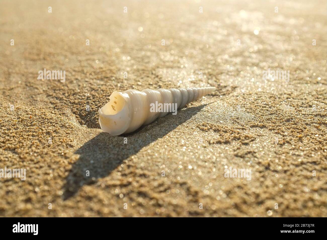 Turritellidae Shell High Resolution Stock Photography and Images - Alamy