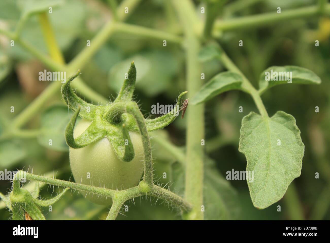 Tomato leafminer adult hi-res stock photography and images - Alamy