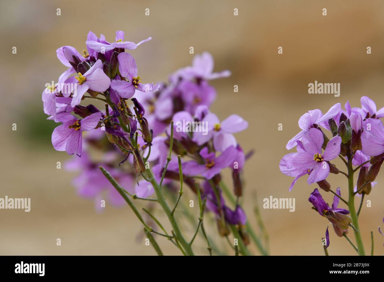 Blooming Purple Matthiola aspera After a rare rainy season in the Negev ...