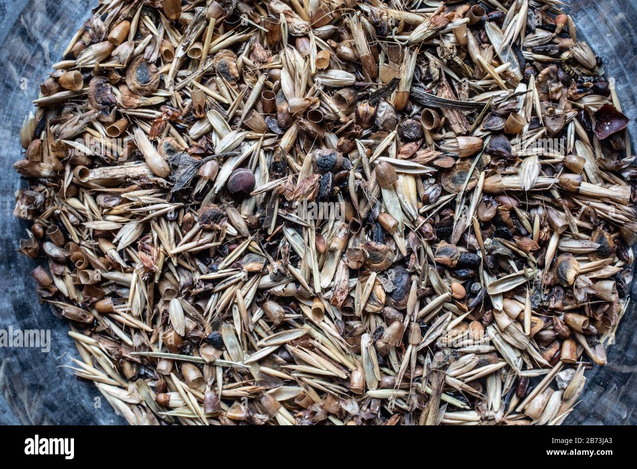 Grass seeds under the magnifying glass Stock Photo - Alamy