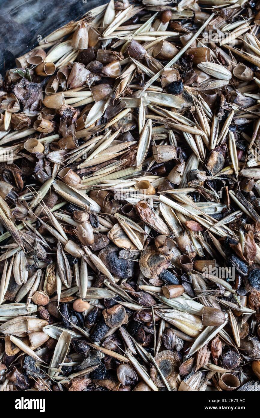 Grass seeds under the magnifying glass Stock Photo - Alamy