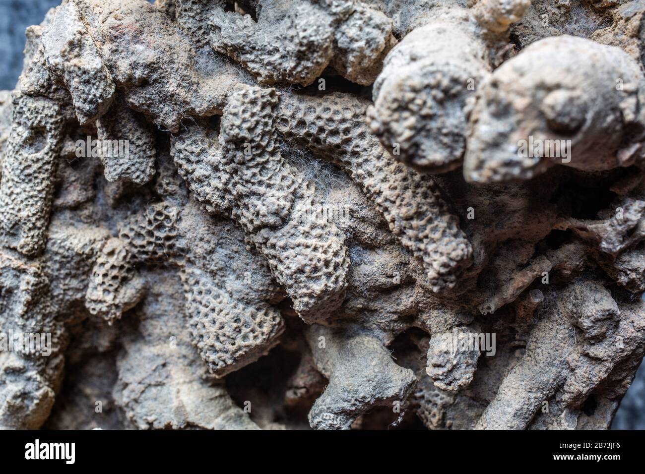 fossilized coral reef millions of years old Stock Photo - Alamy