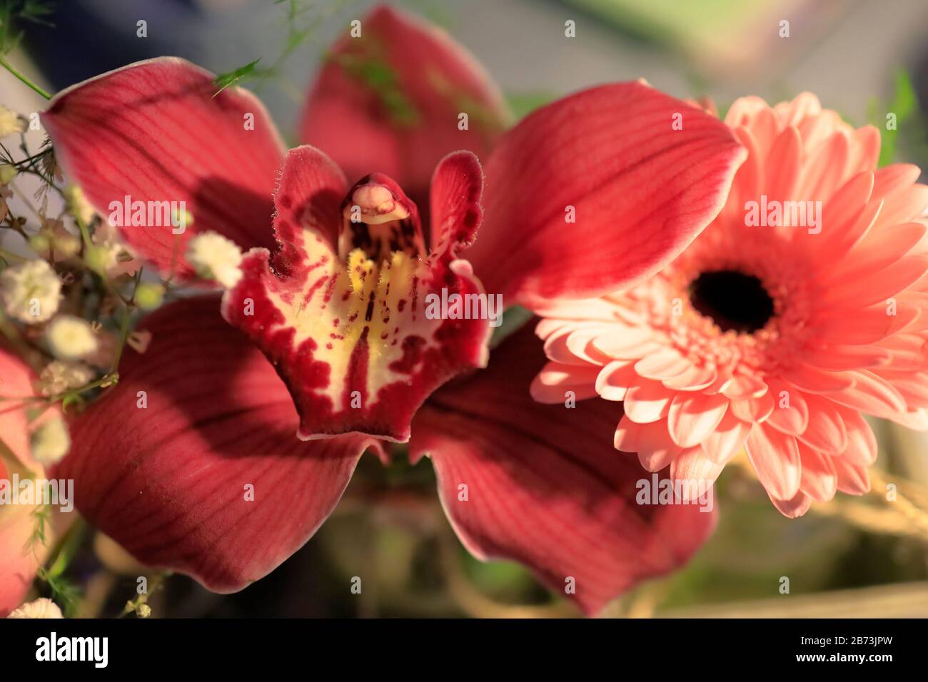 Orchid and daisy flowers Stock Photo - Alamy