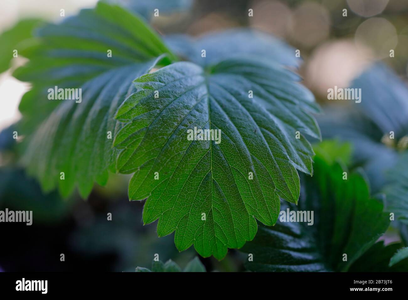 green leaves of strawberry plant Stock Photo - Alamy