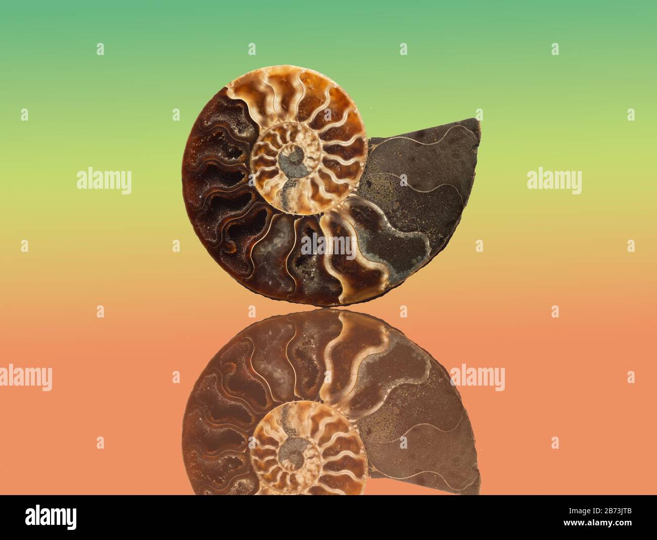 Petrification pyritized, 150 million years old, Bavaria Stock Photo - Alamy