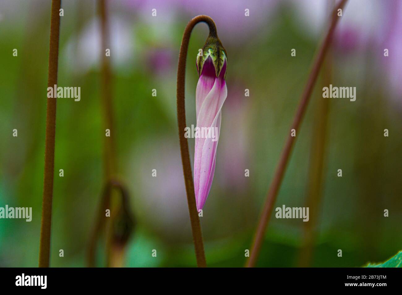 a cluster of Flowering Persian Violets (Cyclamen persicum ...