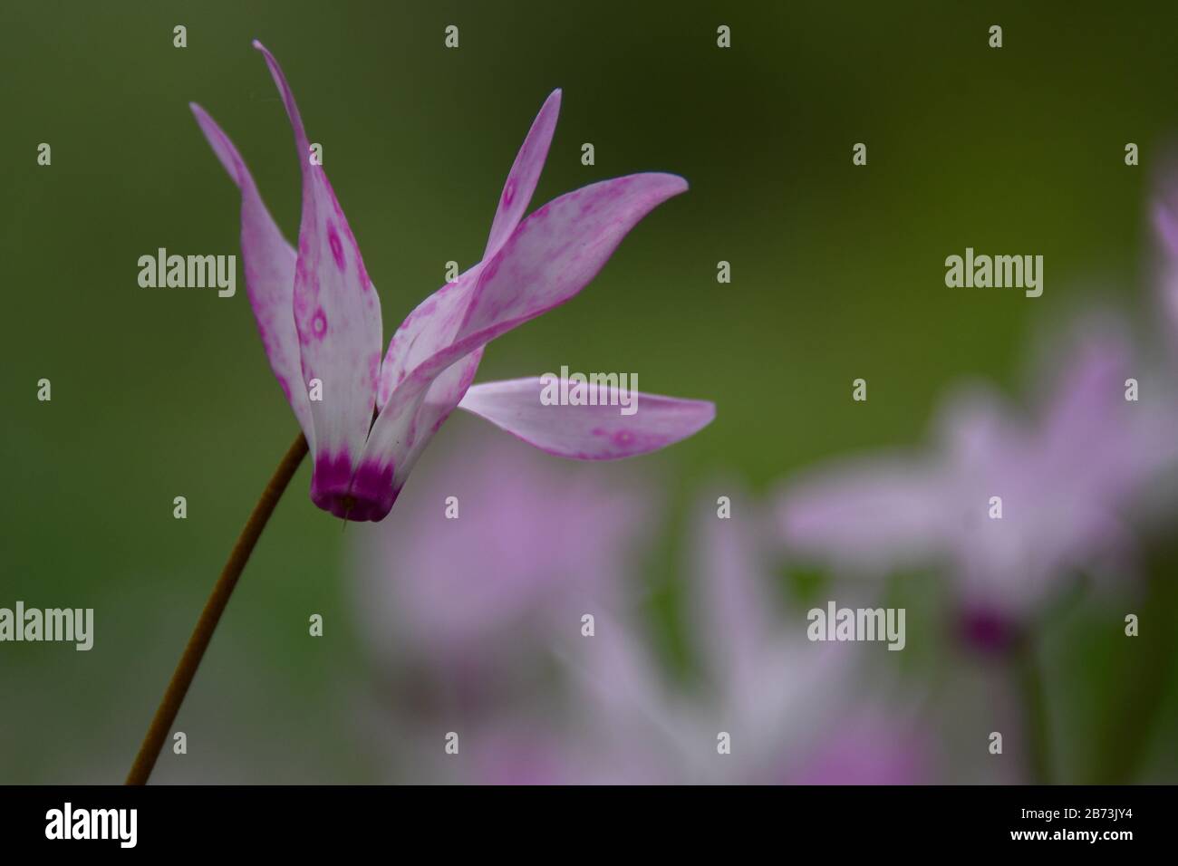a cluster of Flowering Persian Violets (Cyclamen persicum ...