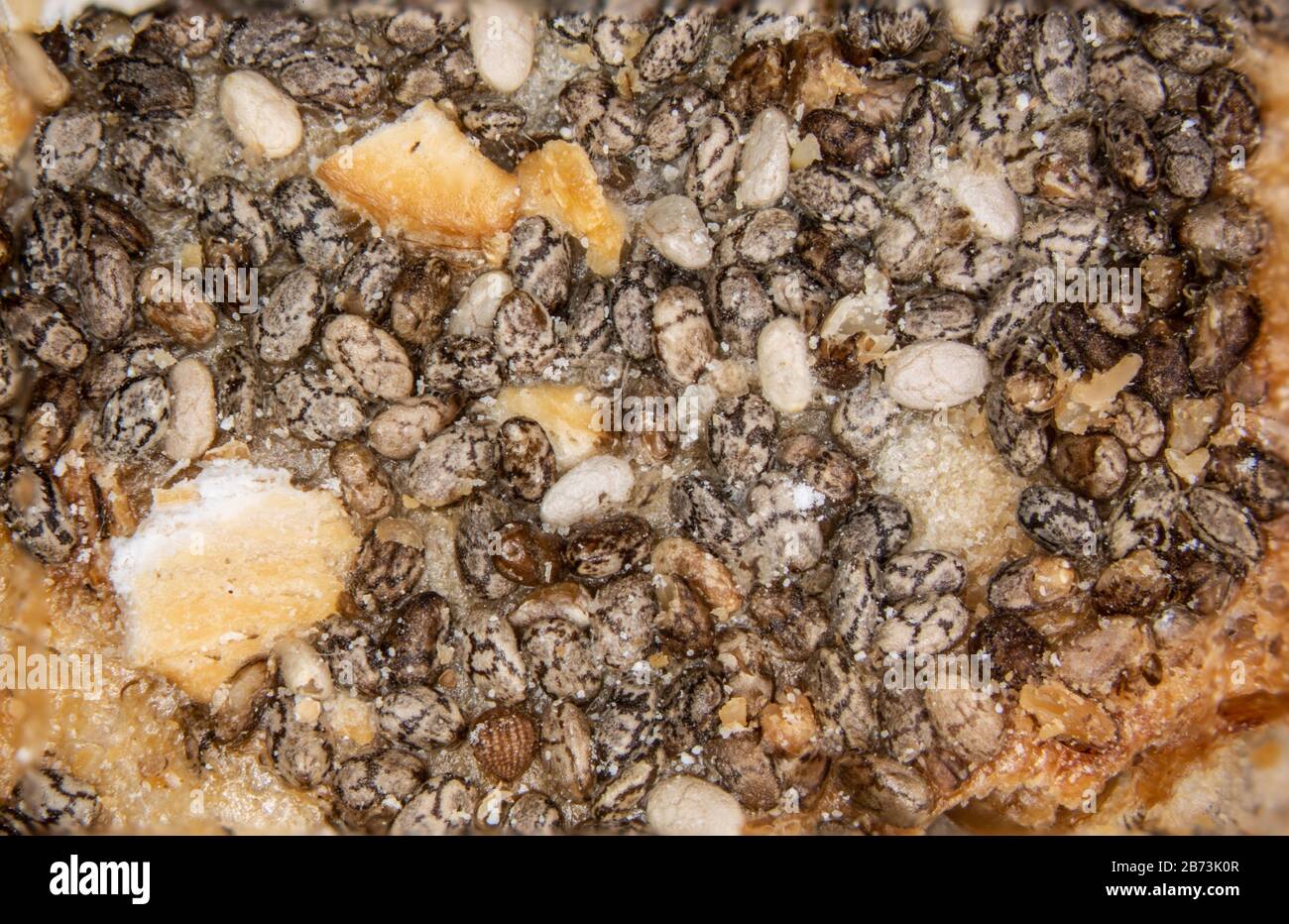 crispy multigrain rolls with poppy seeds greatly enlarged Stock Photo ...