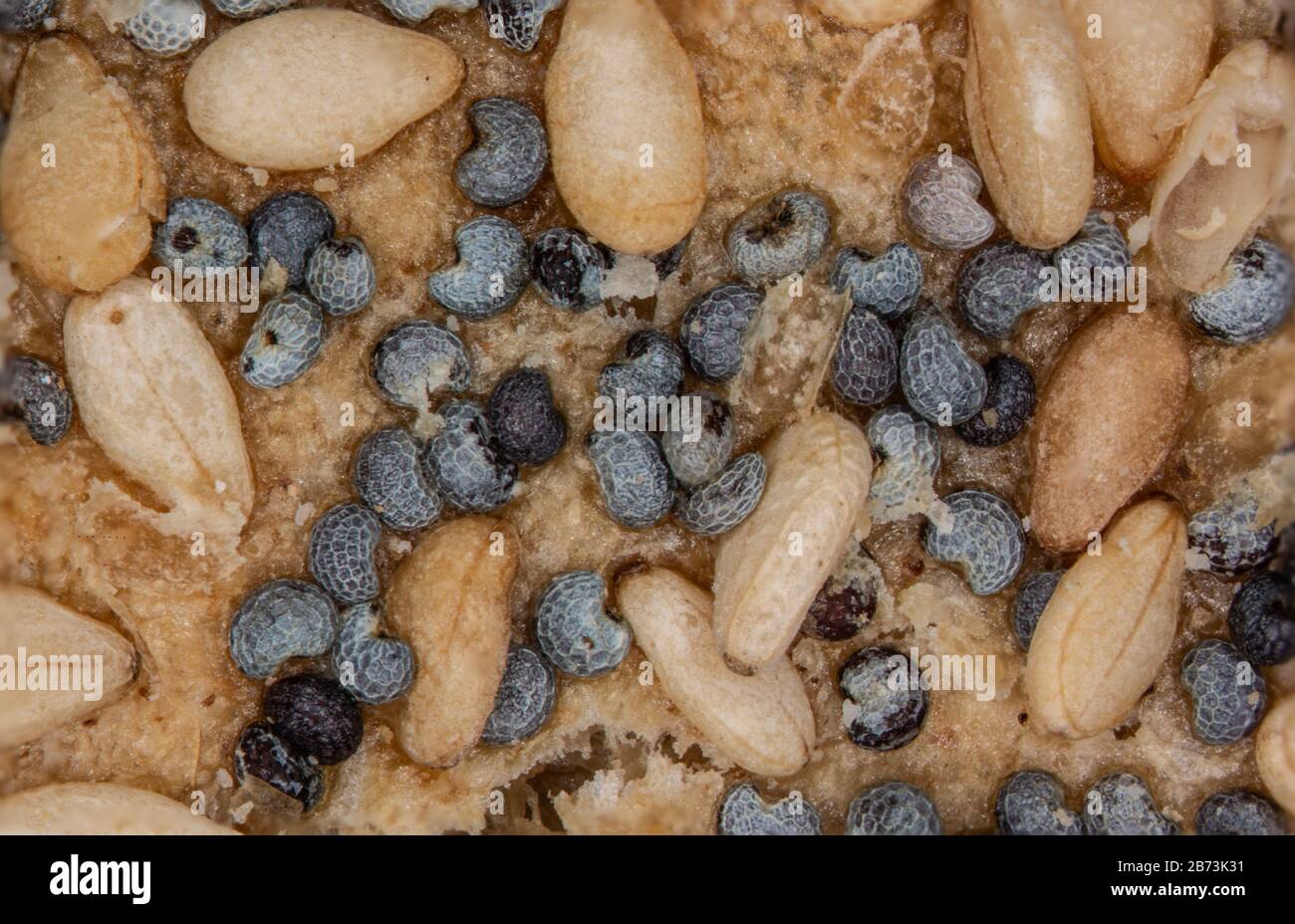 crispy multigrain rolls with poppy seeds greatly enlarged Stock Photo ...