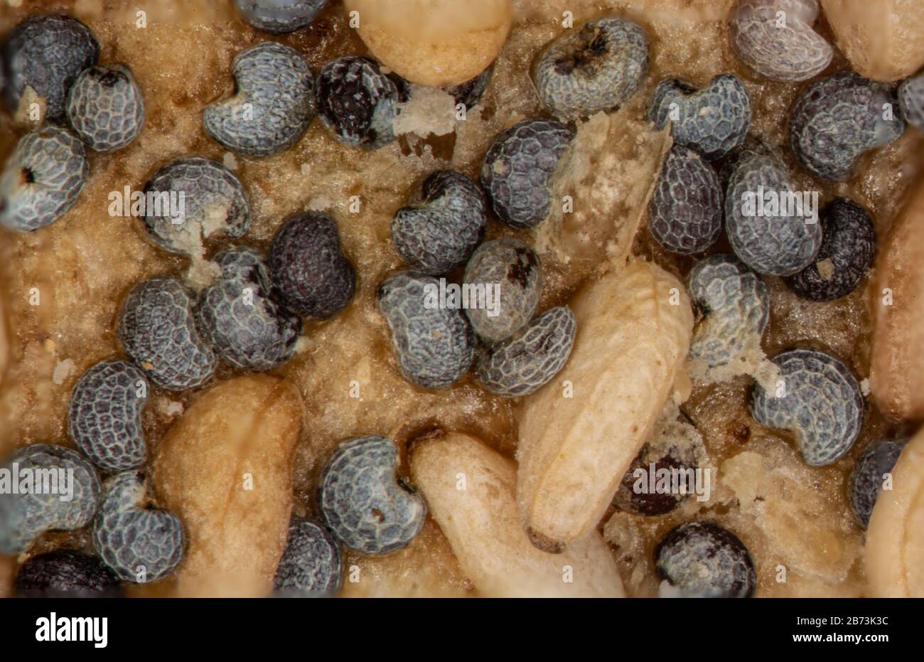 crispy multigrain rolls with poppy seeds greatly enlarged Stock Photo ...